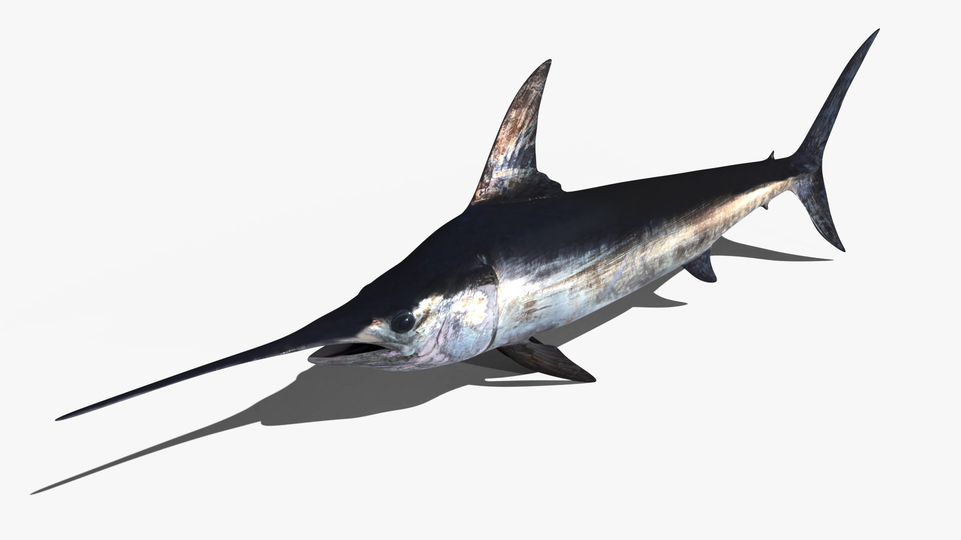 3D Swordfish Model - TurboSquid 1911360