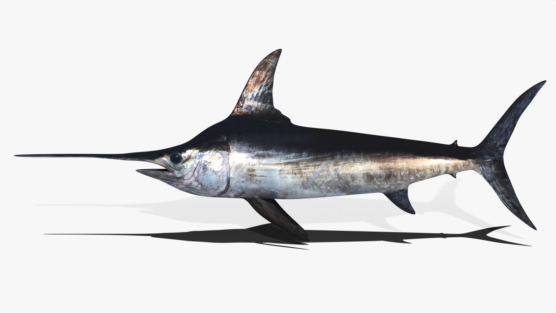 3D Swordfish Model - TurboSquid 1911360