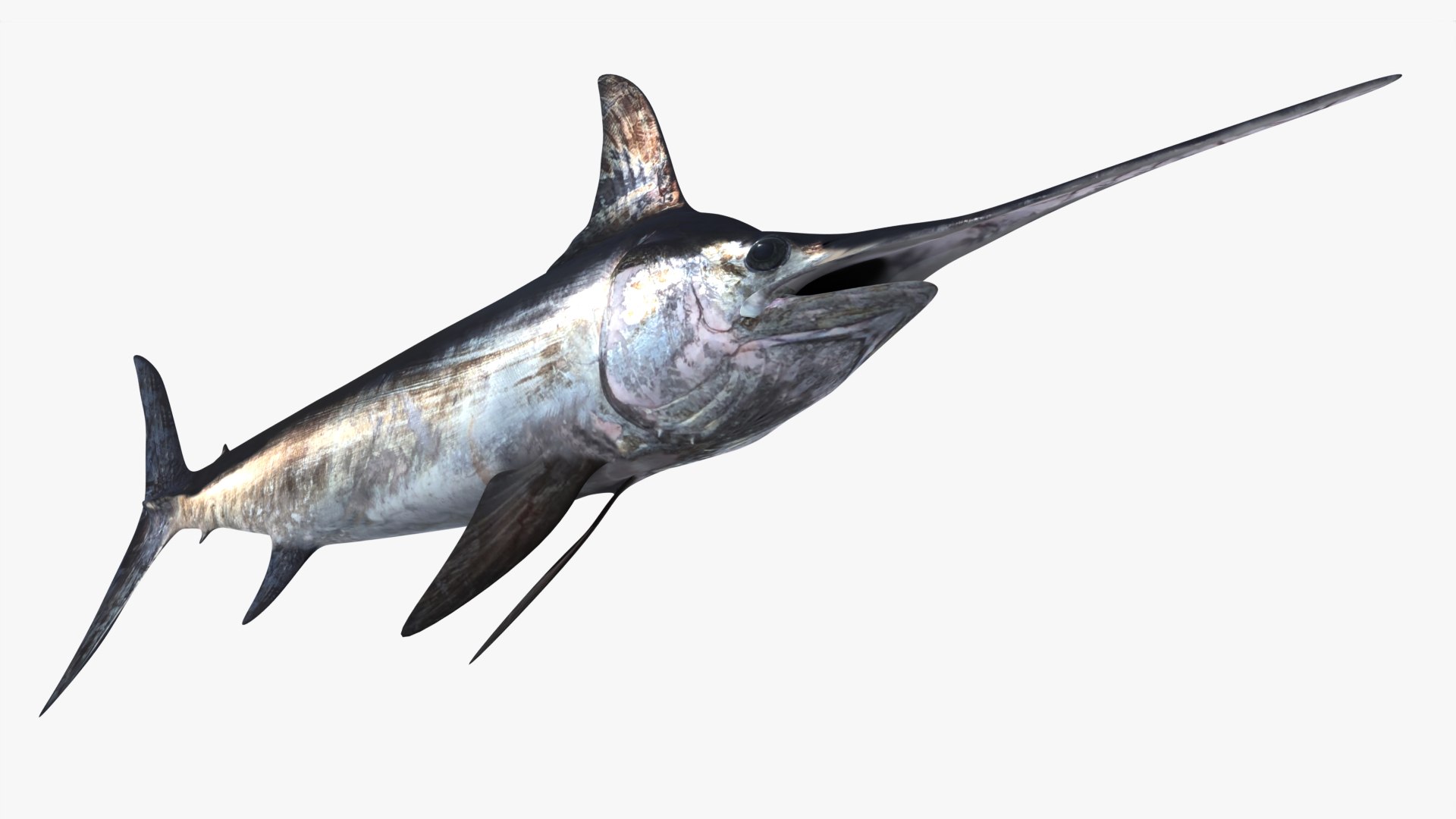 3D Swordfish Model - TurboSquid 1911360