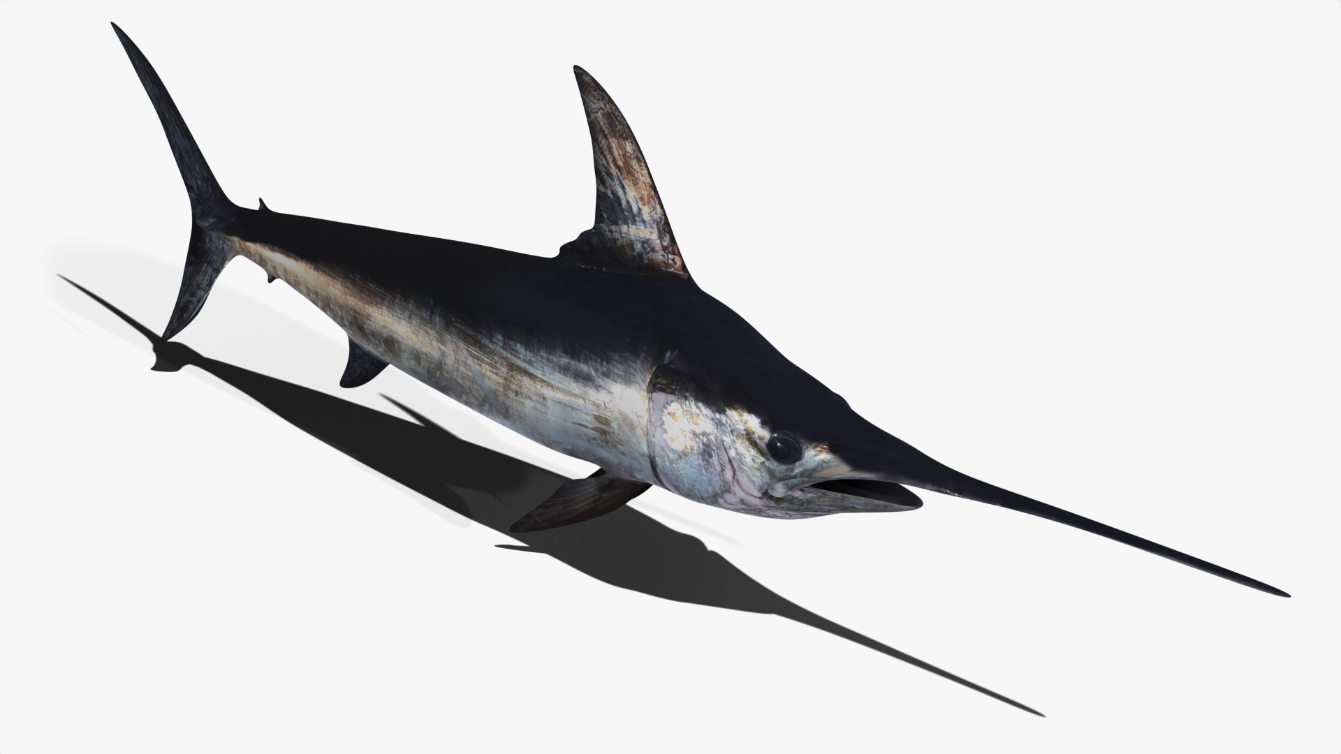 3D Swordfish Model - TurboSquid 1911360