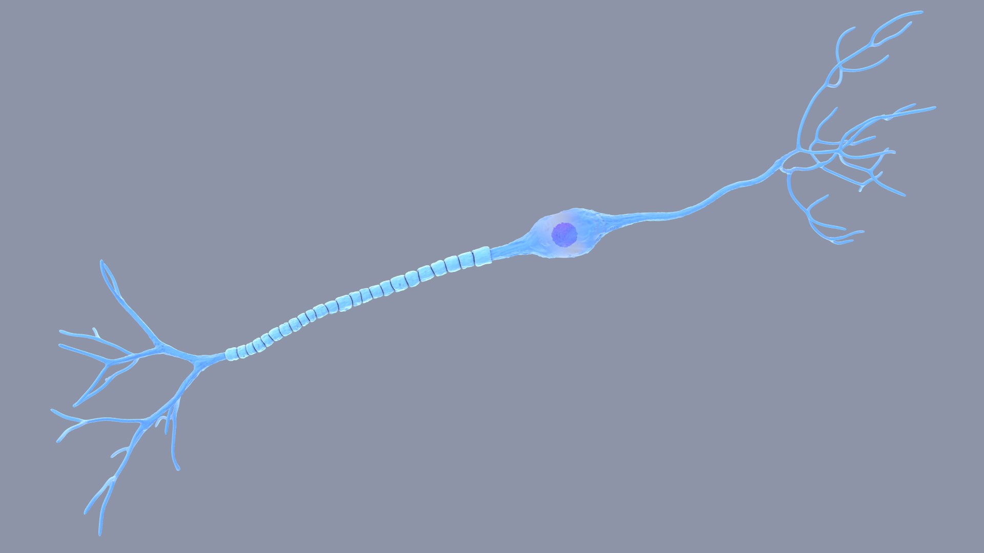 Bipolar Neuron 3D - TurboSquid 2296514