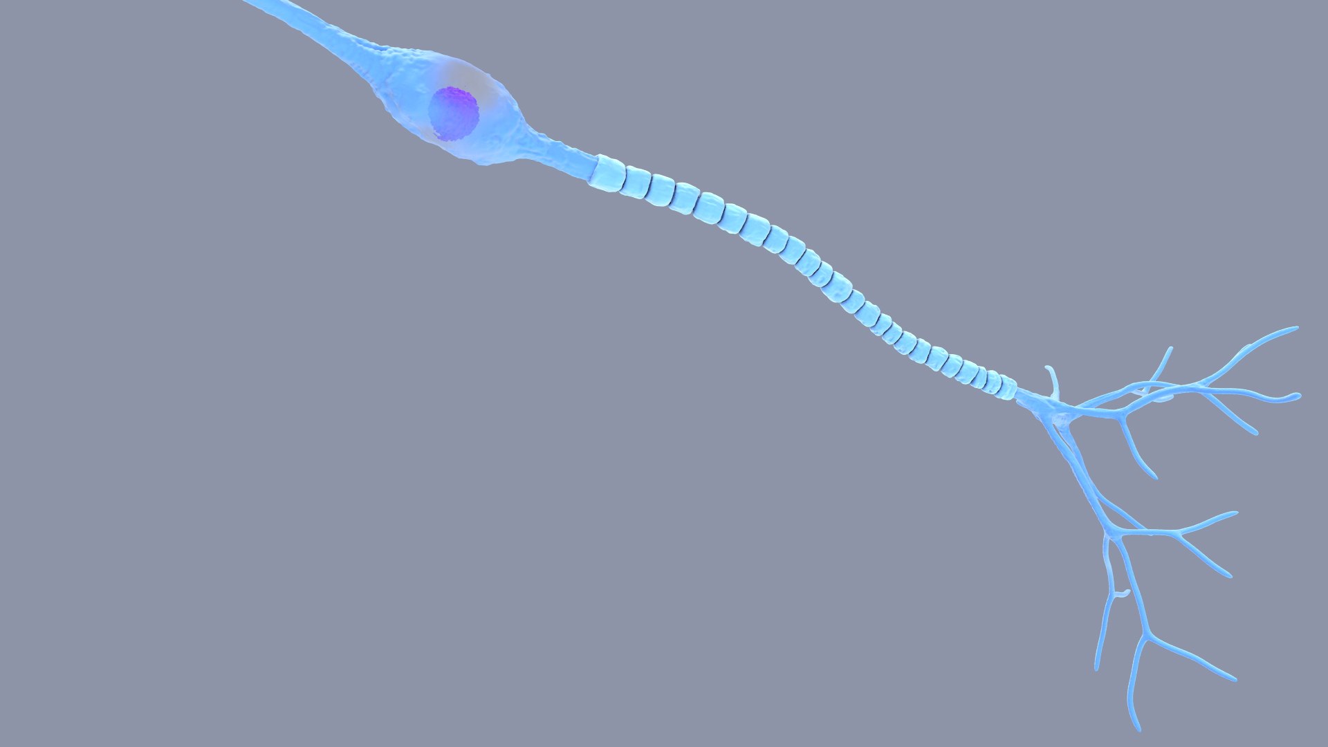 Bipolar Neuron 3D - TurboSquid 2296514