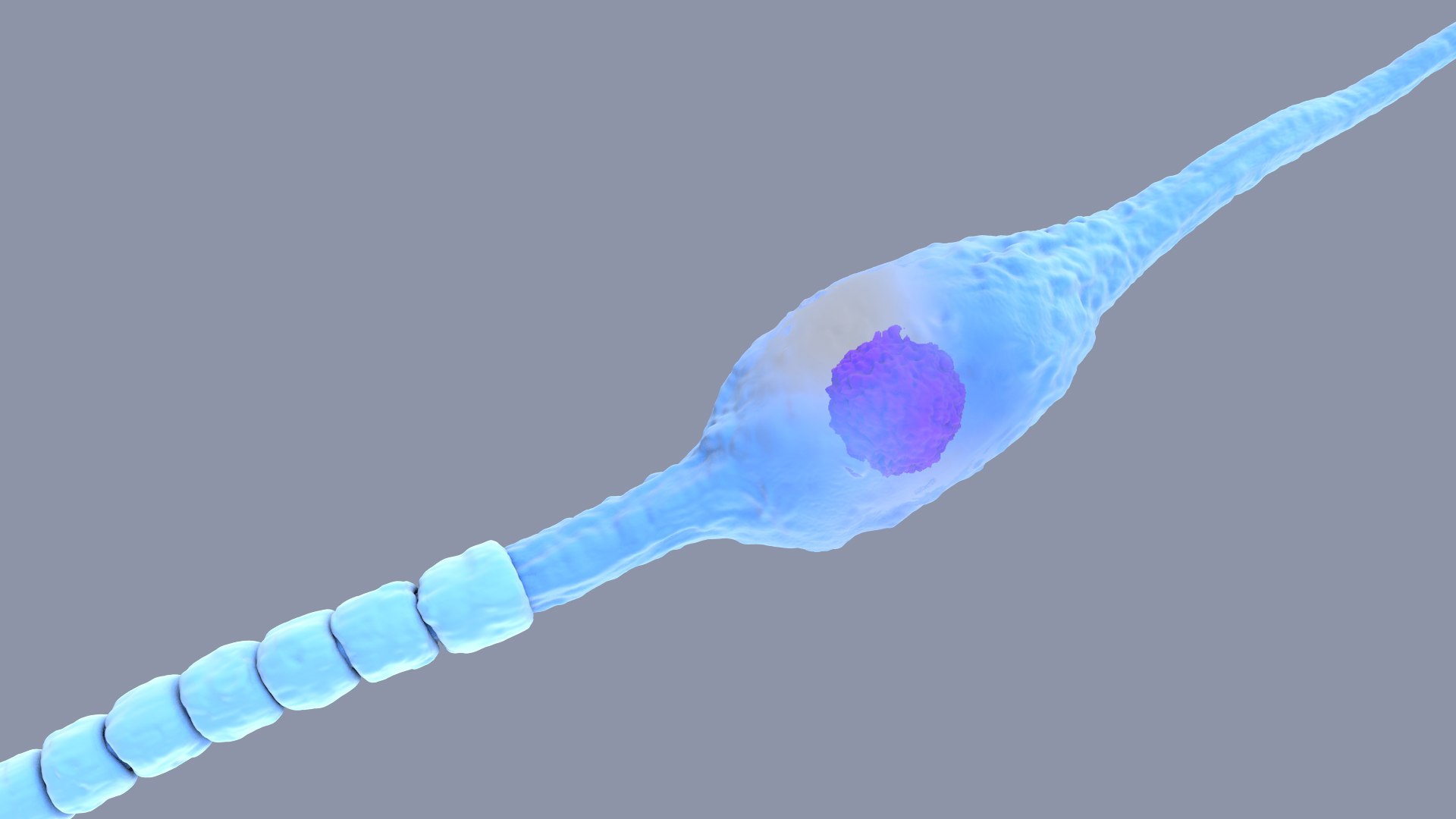 Bipolar Neuron 3D - TurboSquid 2296514