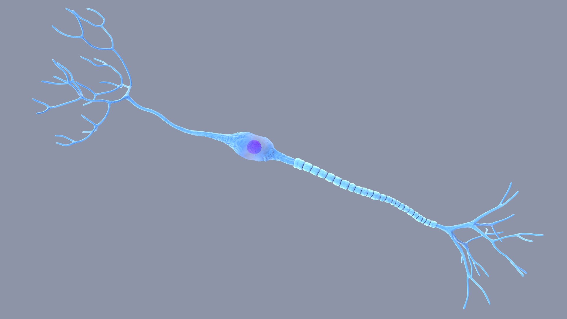 Bipolar Neuron 3D - TurboSquid 2296514