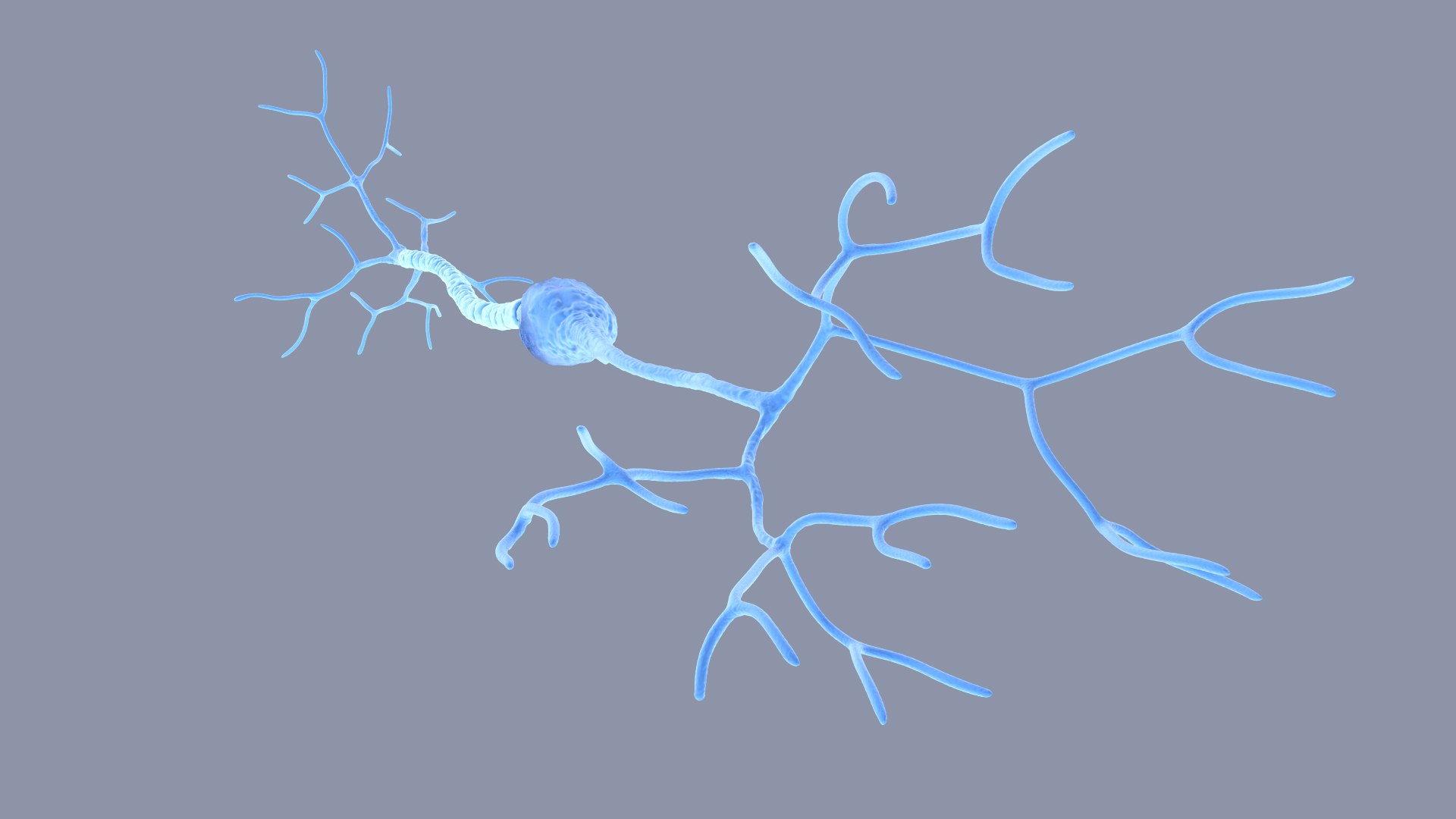 Bipolar Neuron 3D - TurboSquid 2296514
