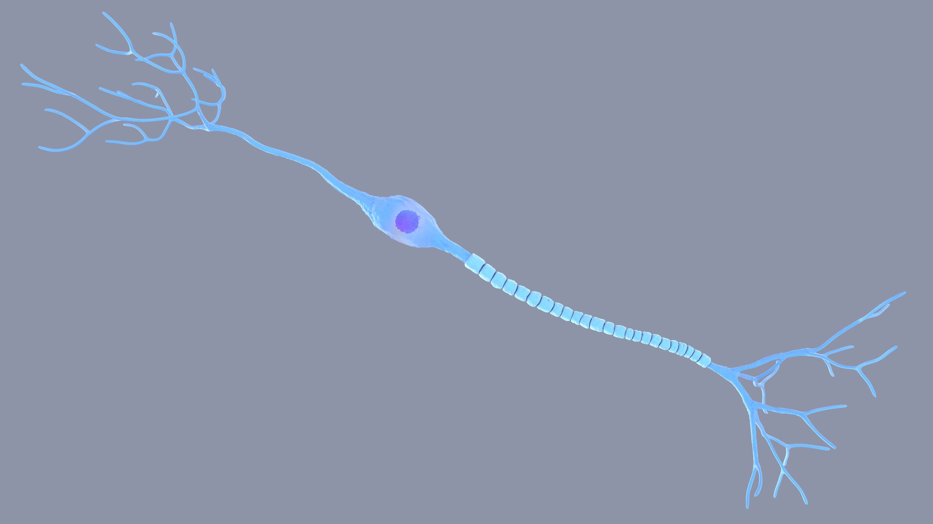 Bipolar Neuron 3D - TurboSquid 2296514