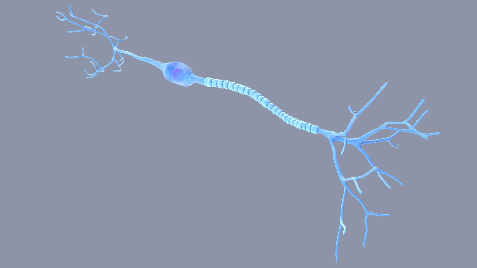 Bipolar Neuron 3D - TurboSquid 2296514