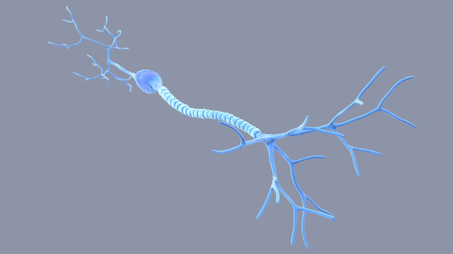 Bipolar Neuron 3D - TurboSquid 2296514