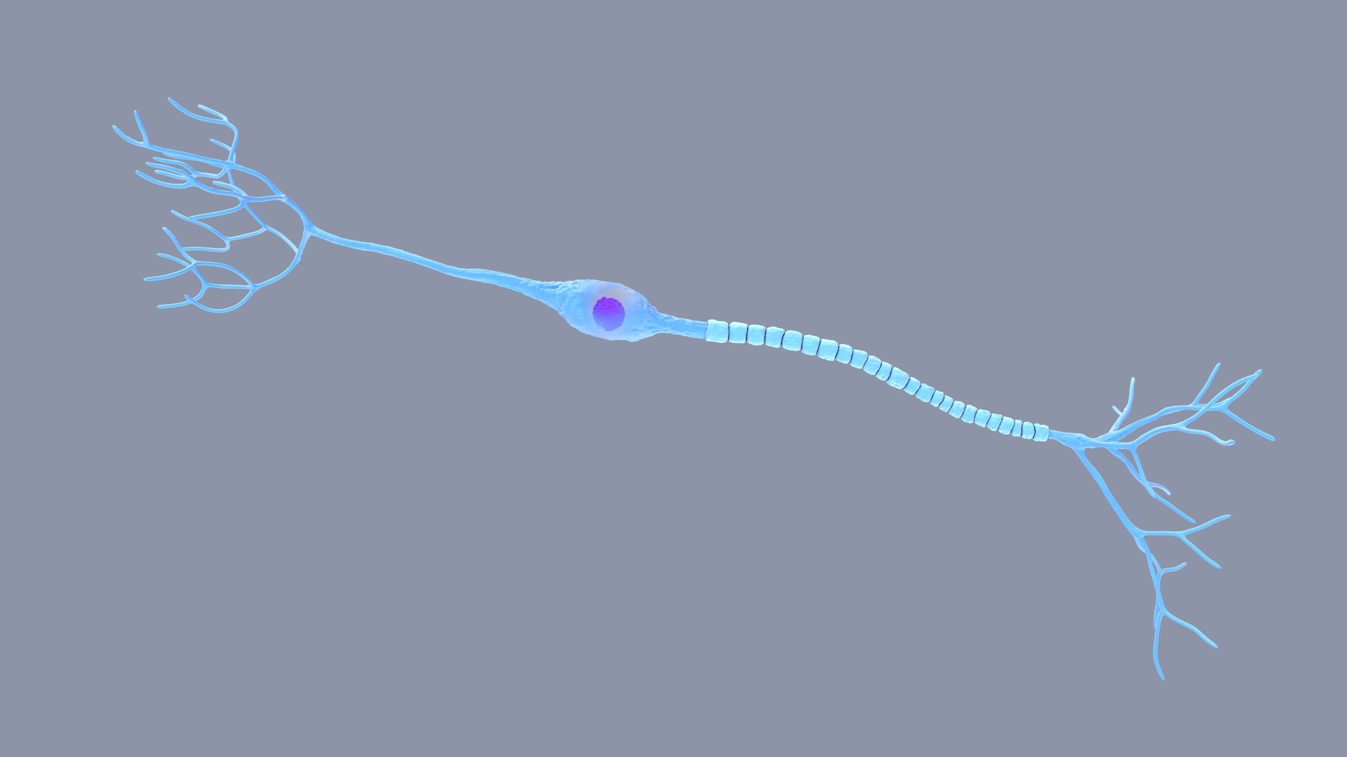 Bipolar Neuron 3D - TurboSquid 2296514