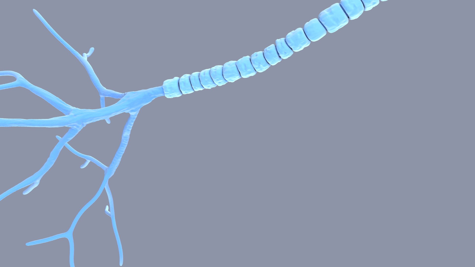Bipolar Neuron 3D - TurboSquid 2296514