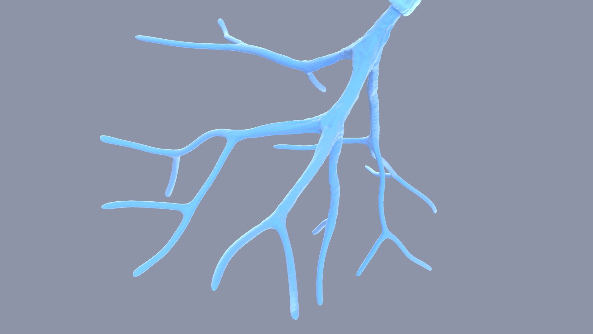Bipolar Neuron 3D - TurboSquid 2296514
