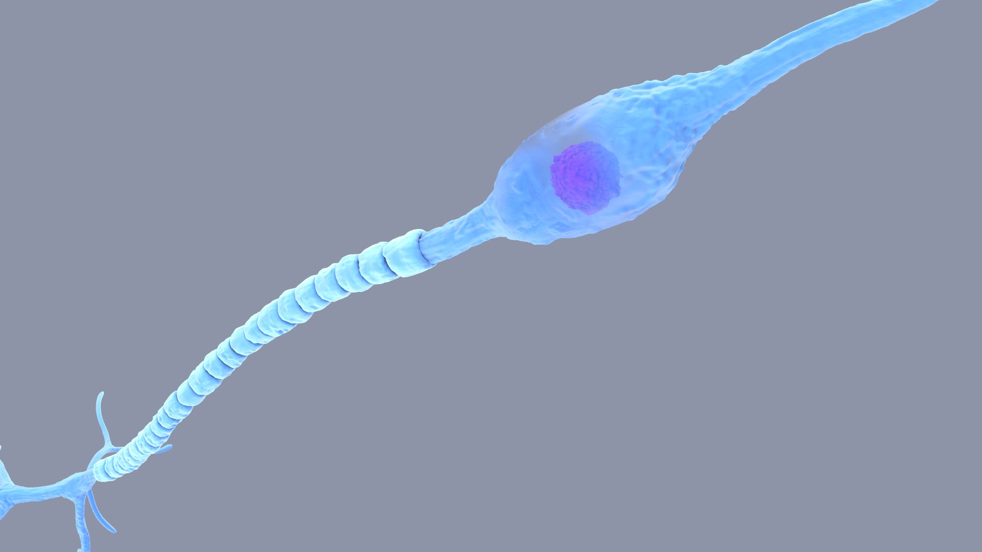 Bipolar Neuron 3D - TurboSquid 2296514