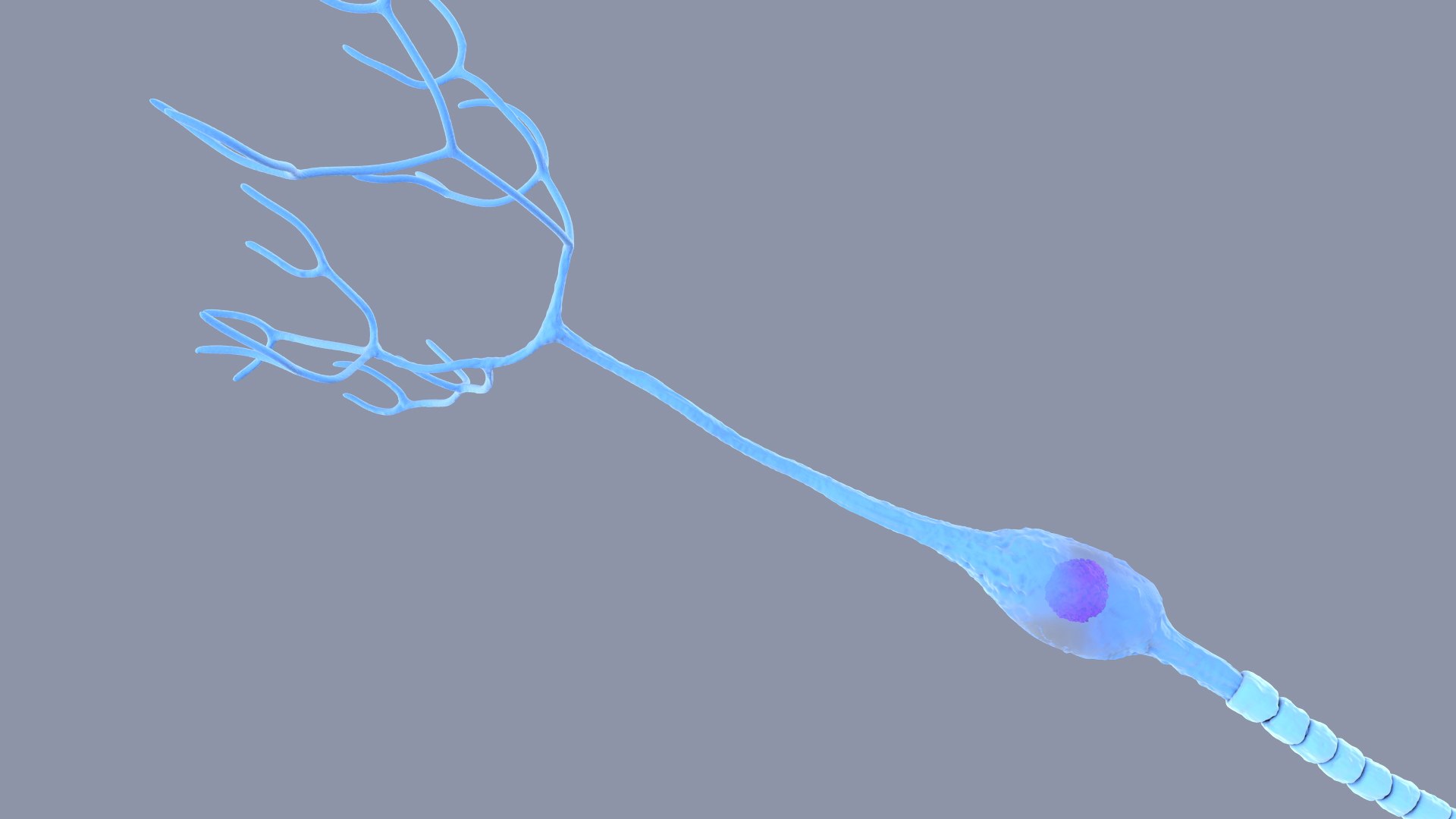Bipolar Neuron 3D - TurboSquid 2296514