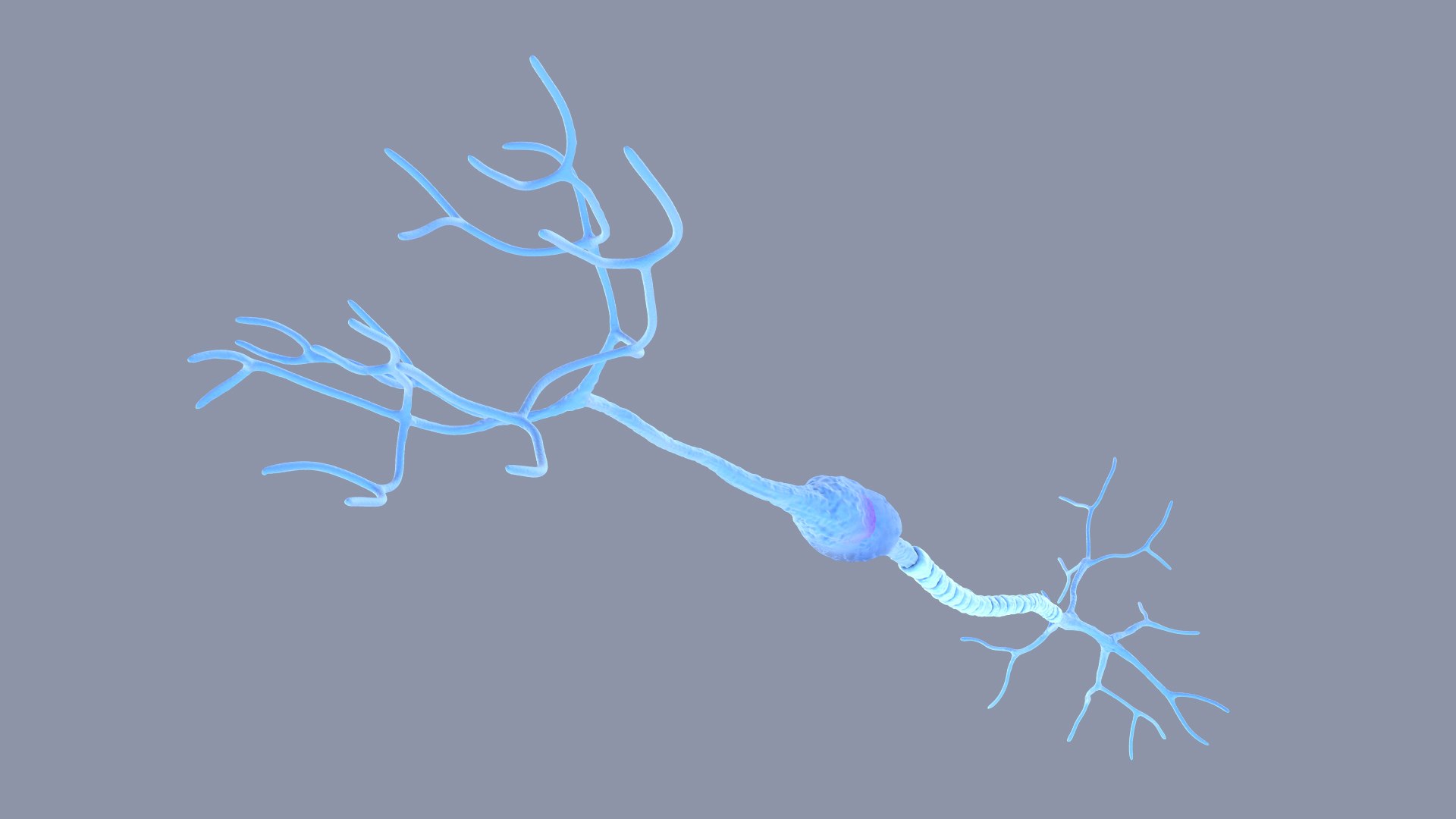 Bipolar Neuron 3D - TurboSquid 2296514