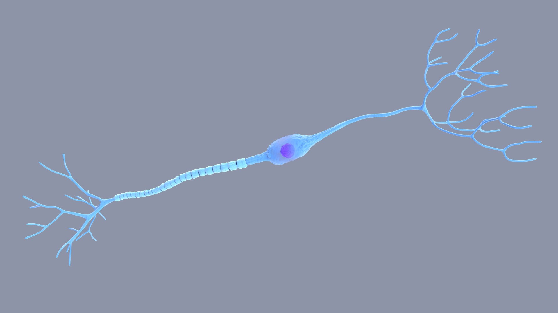 Bipolar Neuron 3D - TurboSquid 2296514