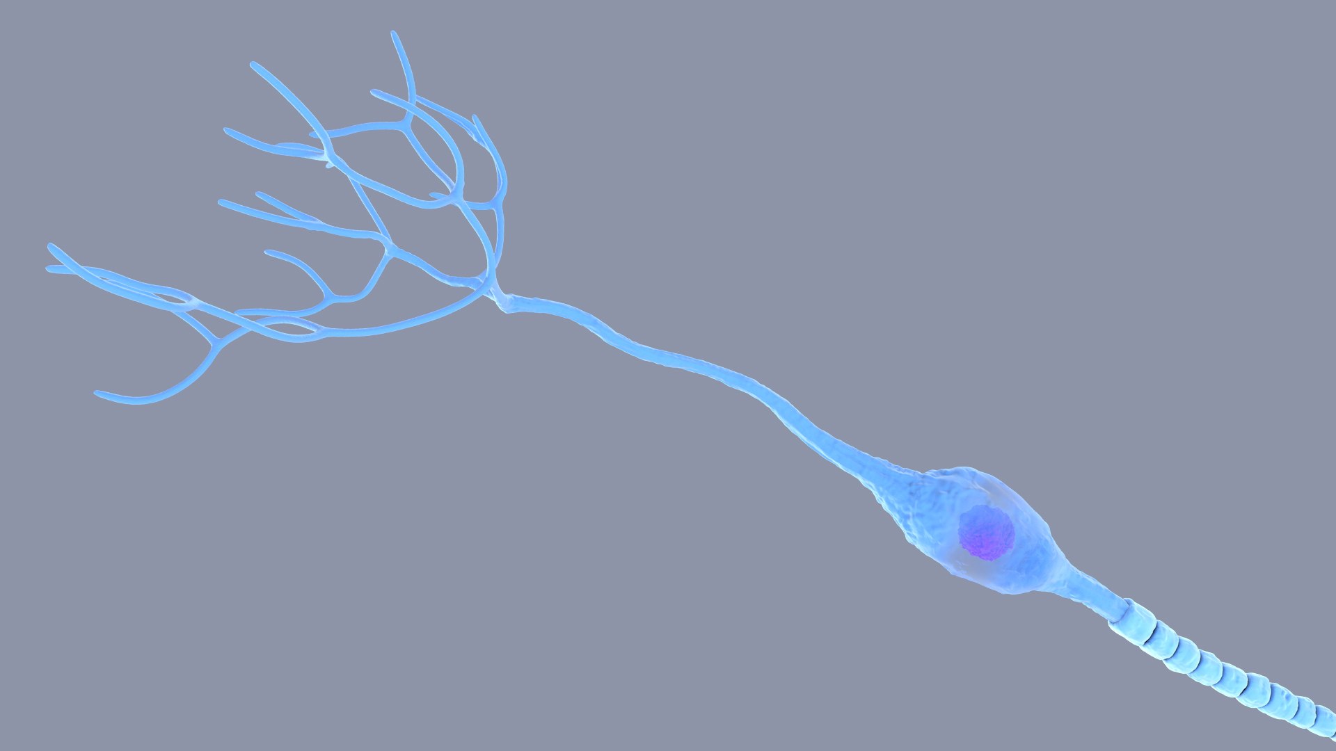 Bipolar Neuron 3D - TurboSquid 2296514
