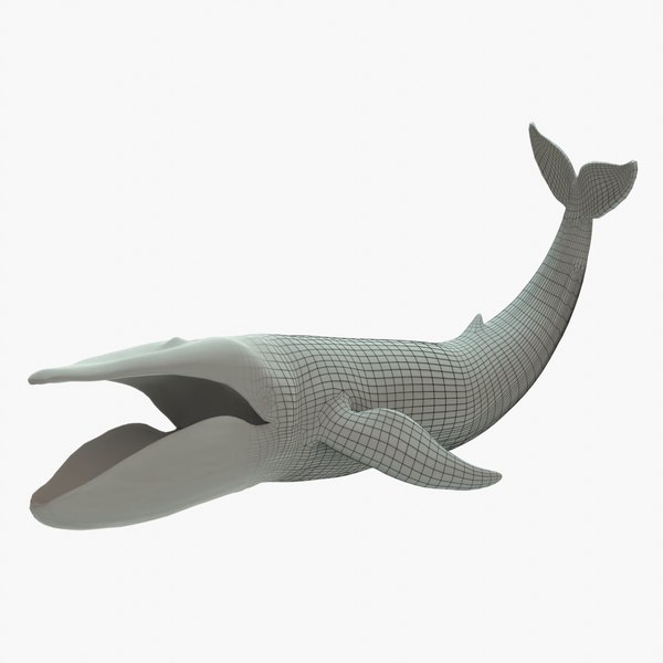 Blue Whale Rigged Basemesh3D模型 - TurboSquid 2067796