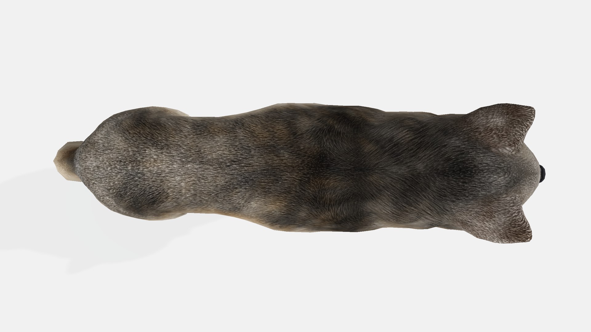 Gray Wolf 3D Model - TurboSquid 2300744