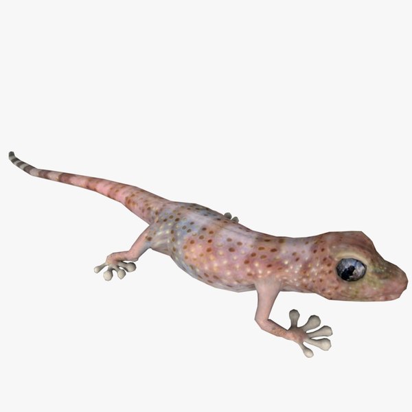 model realistic gecko animations