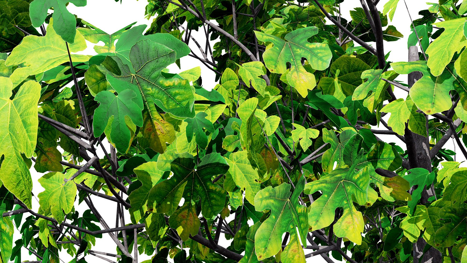 3D Realistic Fig Tree With Fruits - TurboSquid 2355122