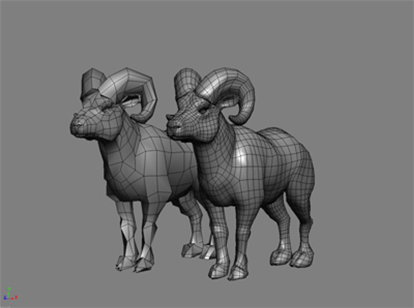 Maya Bighorn Sheep