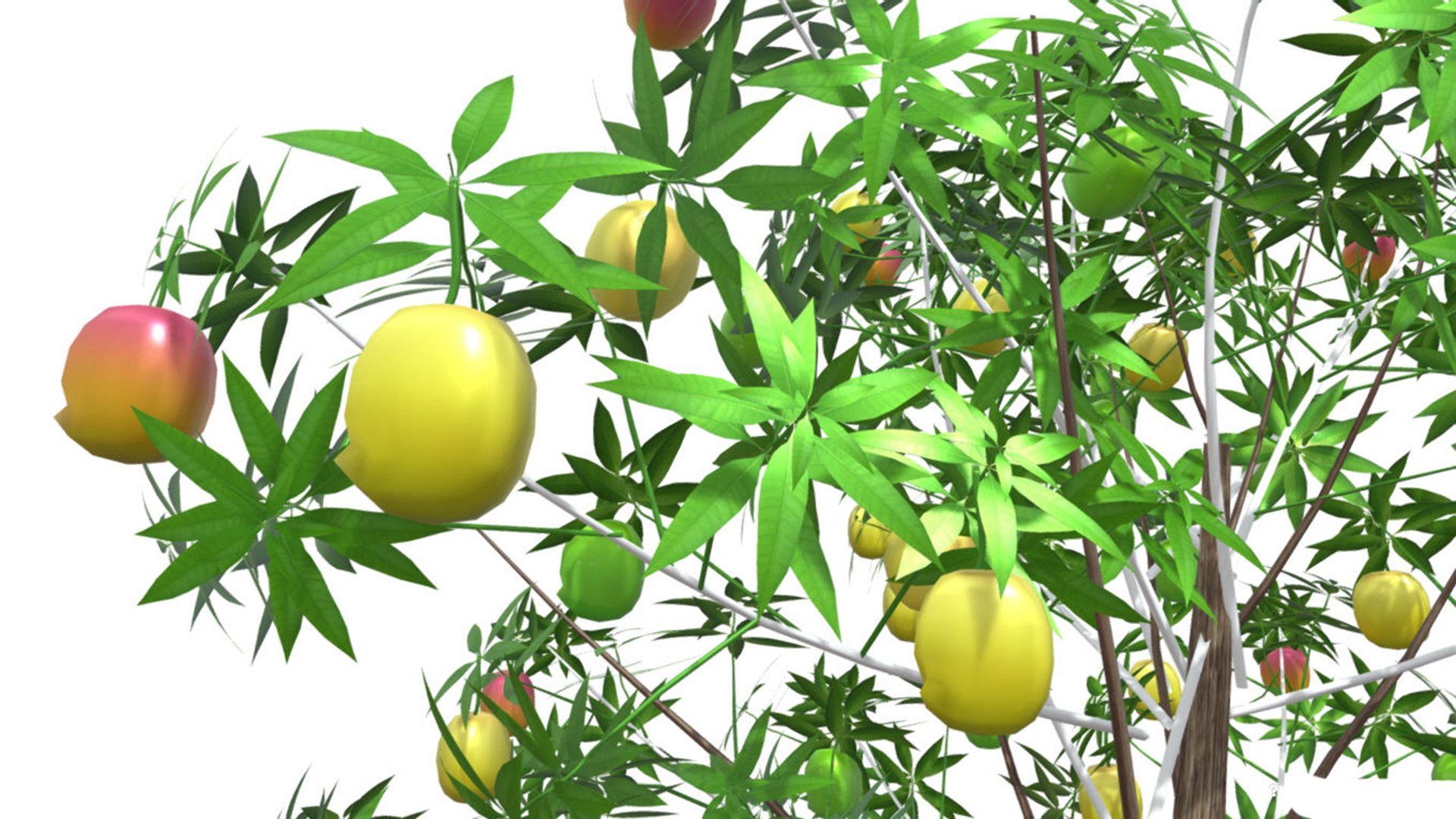 Mango Tree Model - TurboSquid 2240578