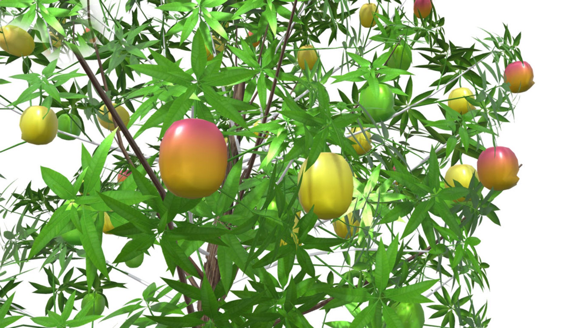 Mango Tree Model - TurboSquid 2240578