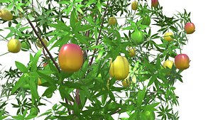 3D Mango Tree Models - Browse & Download Formats - TurboSquid