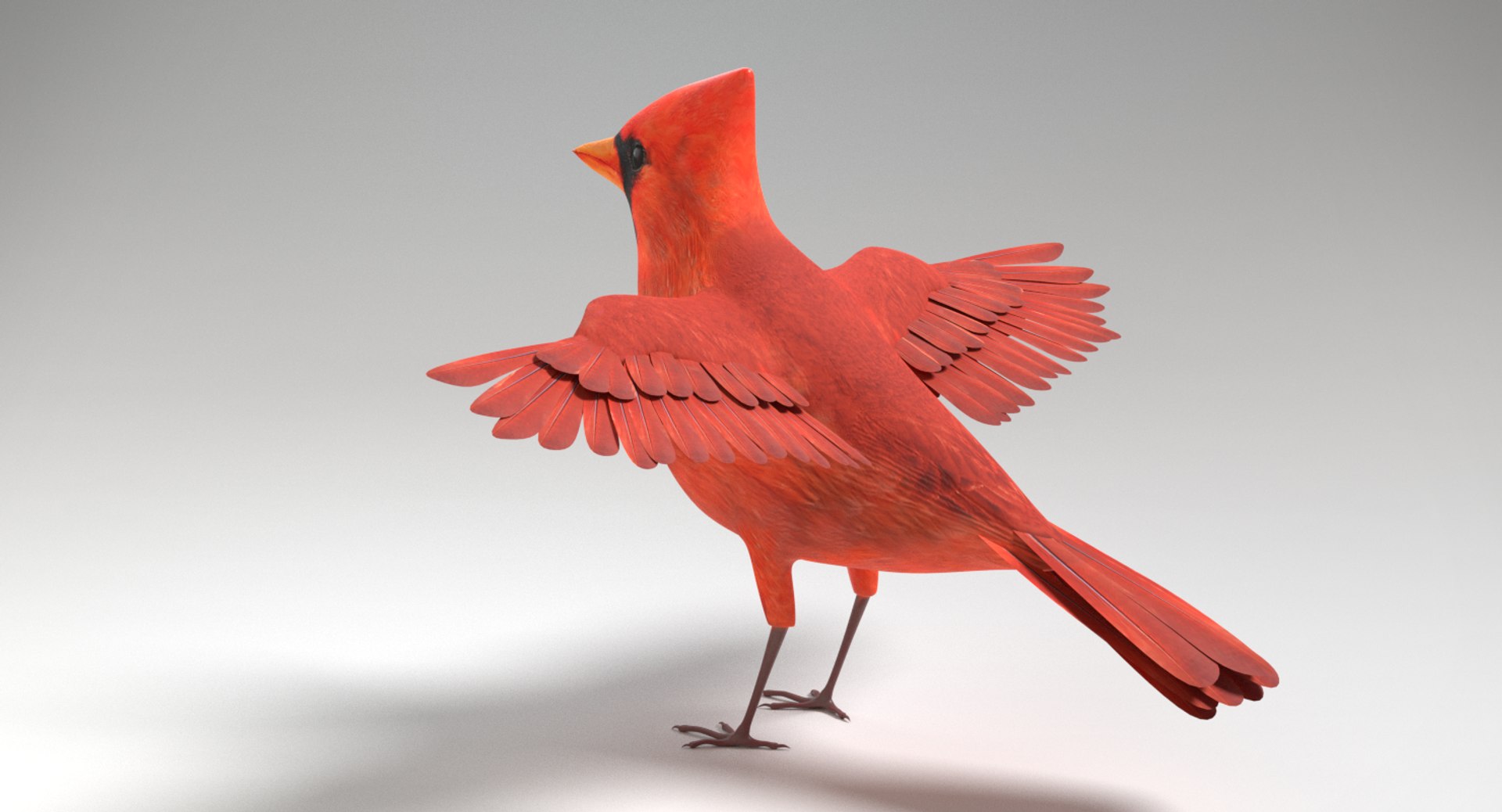 Cardinal Model - TurboSquid 1207897