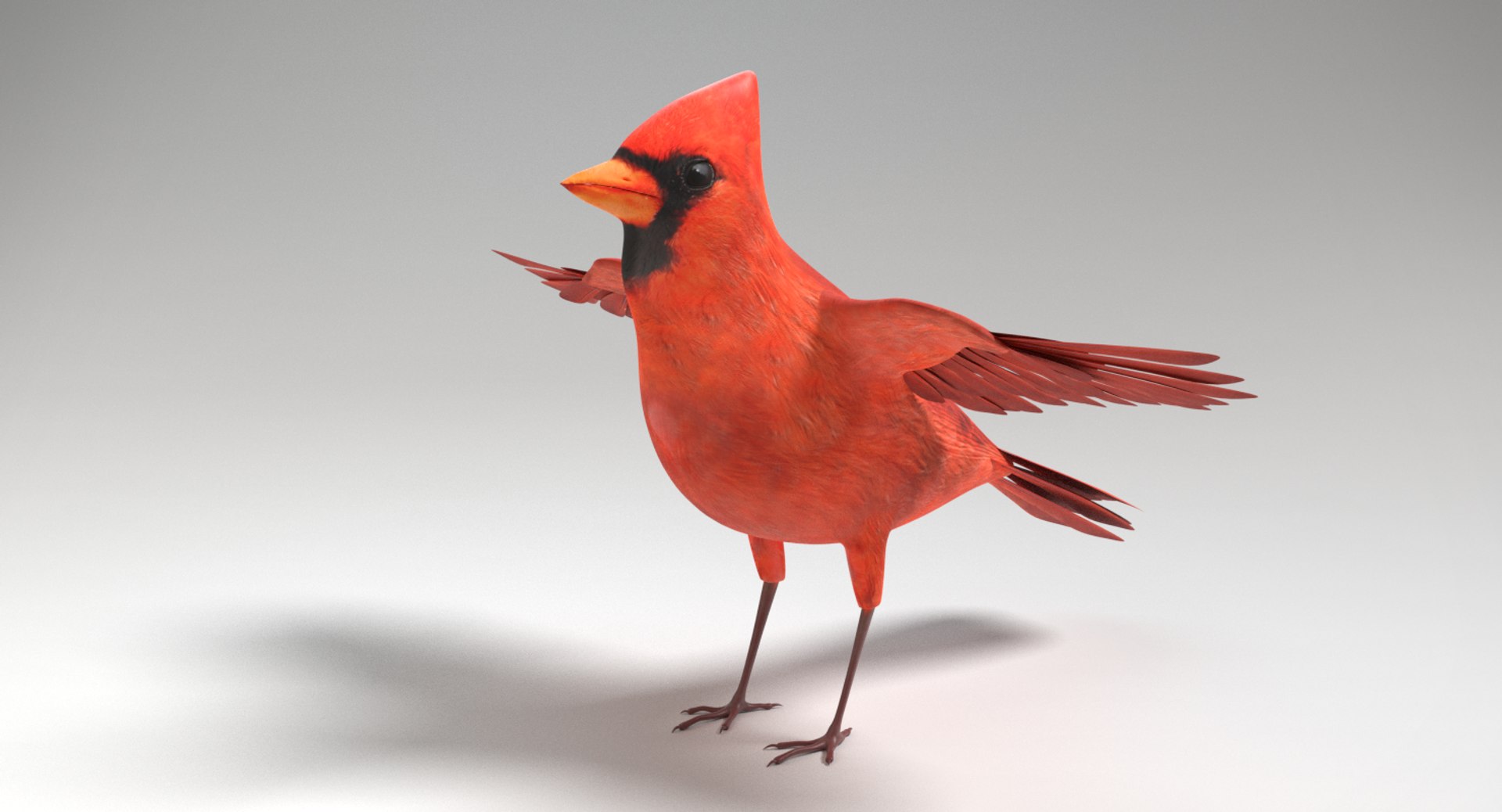 Cardinal Model - TurboSquid 1207897