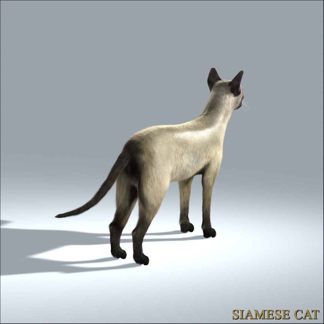 3d Model Siamese Cat