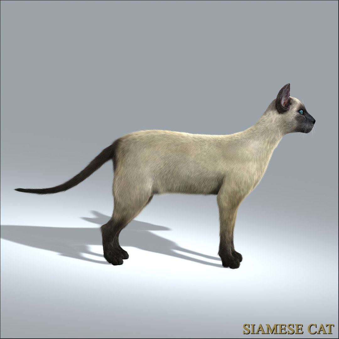 3d Model Siamese Cat