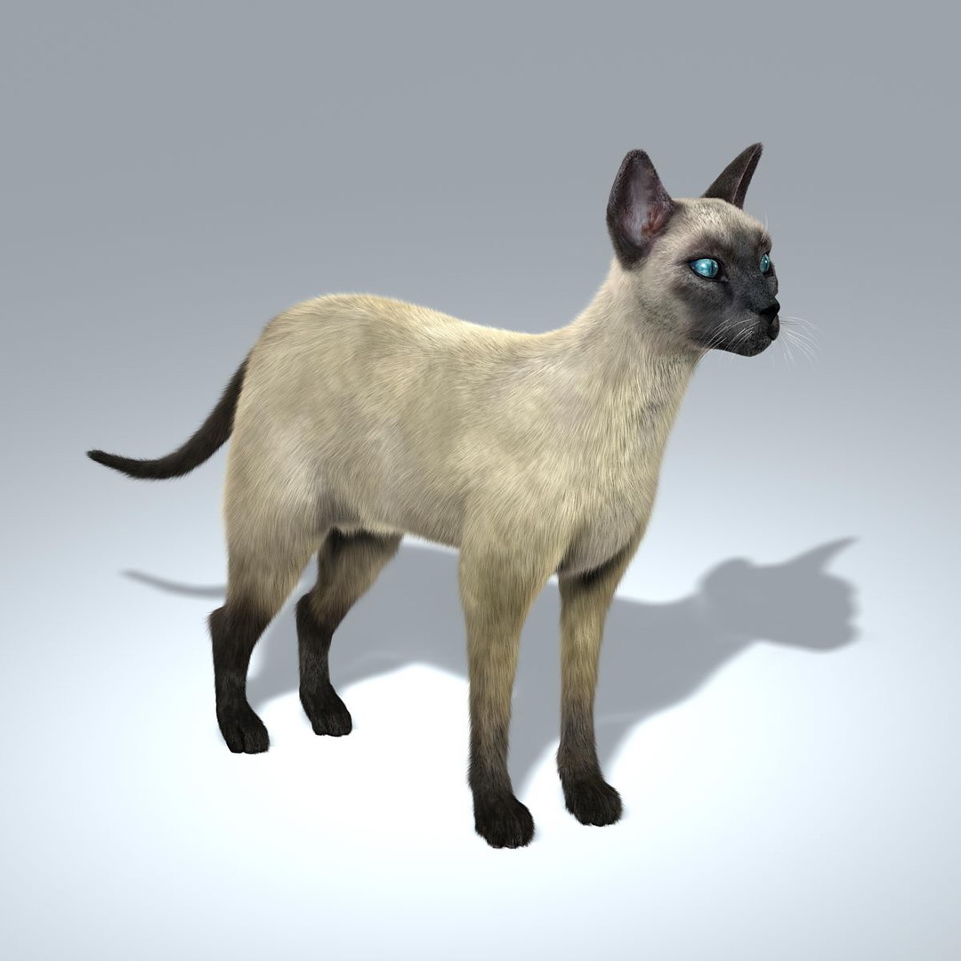 3d Model Siamese Cat