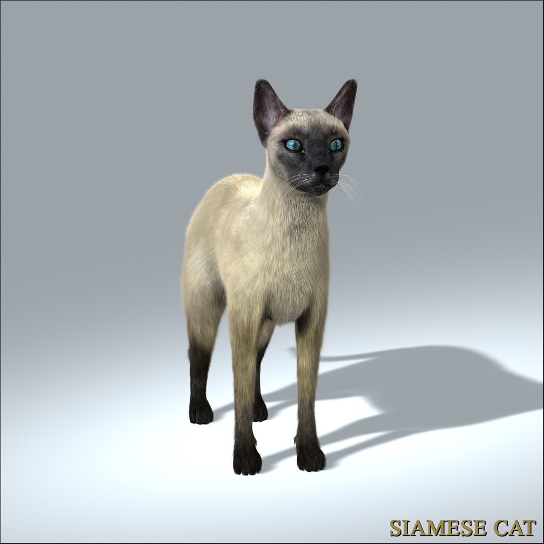 3d Model Siamese Cat