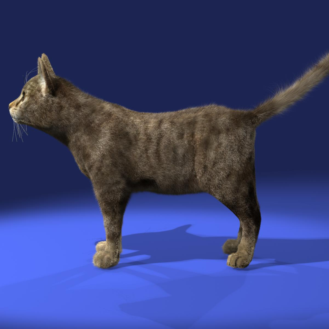 3d Model Cat Fur