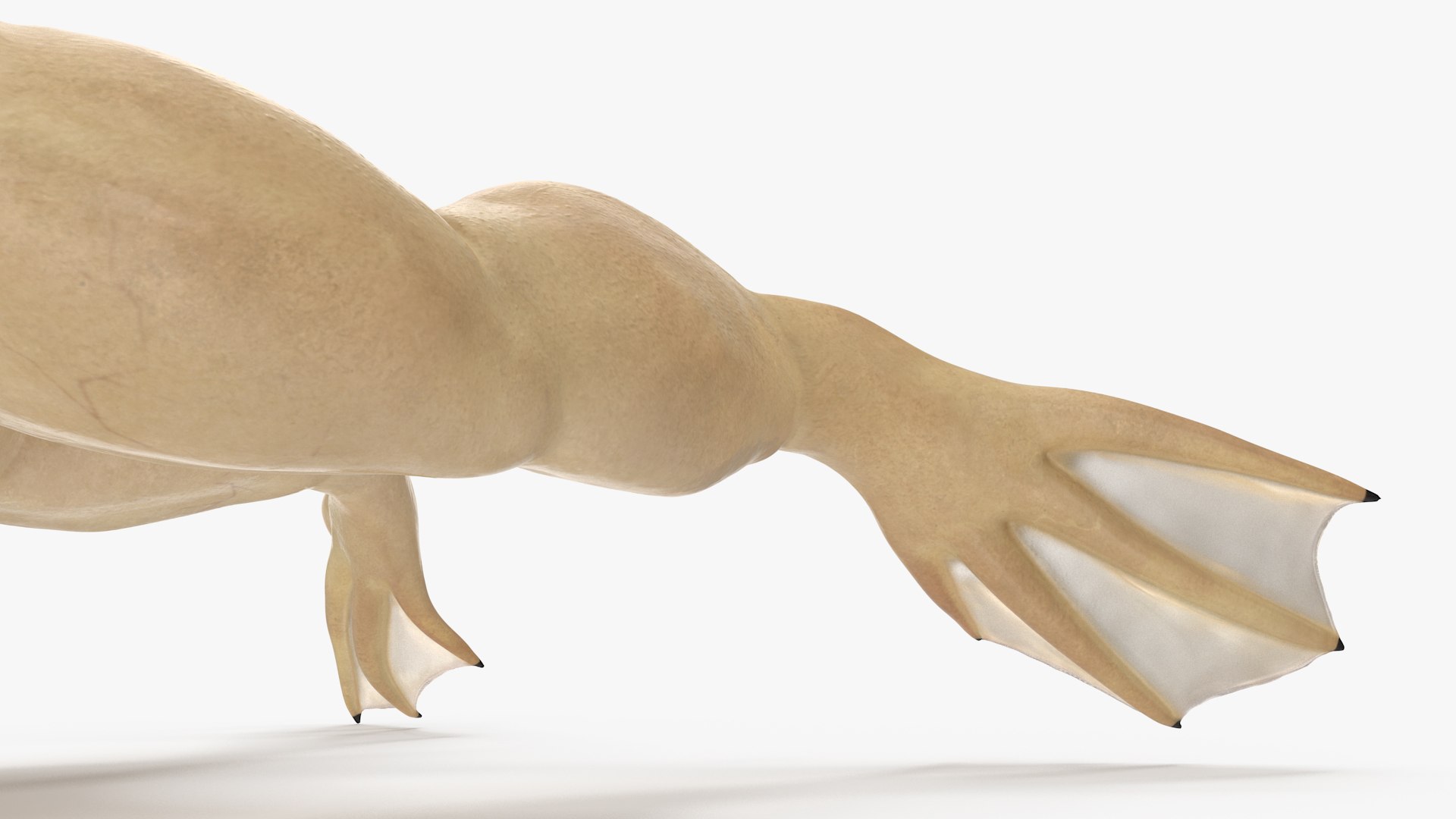 3D Xenopus African Clawed Toad Jump Pose - TurboSquid 2133621