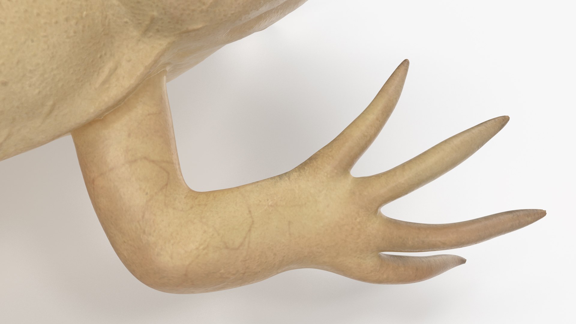 3D Xenopus African Clawed Toad Jump Pose - TurboSquid 2133621