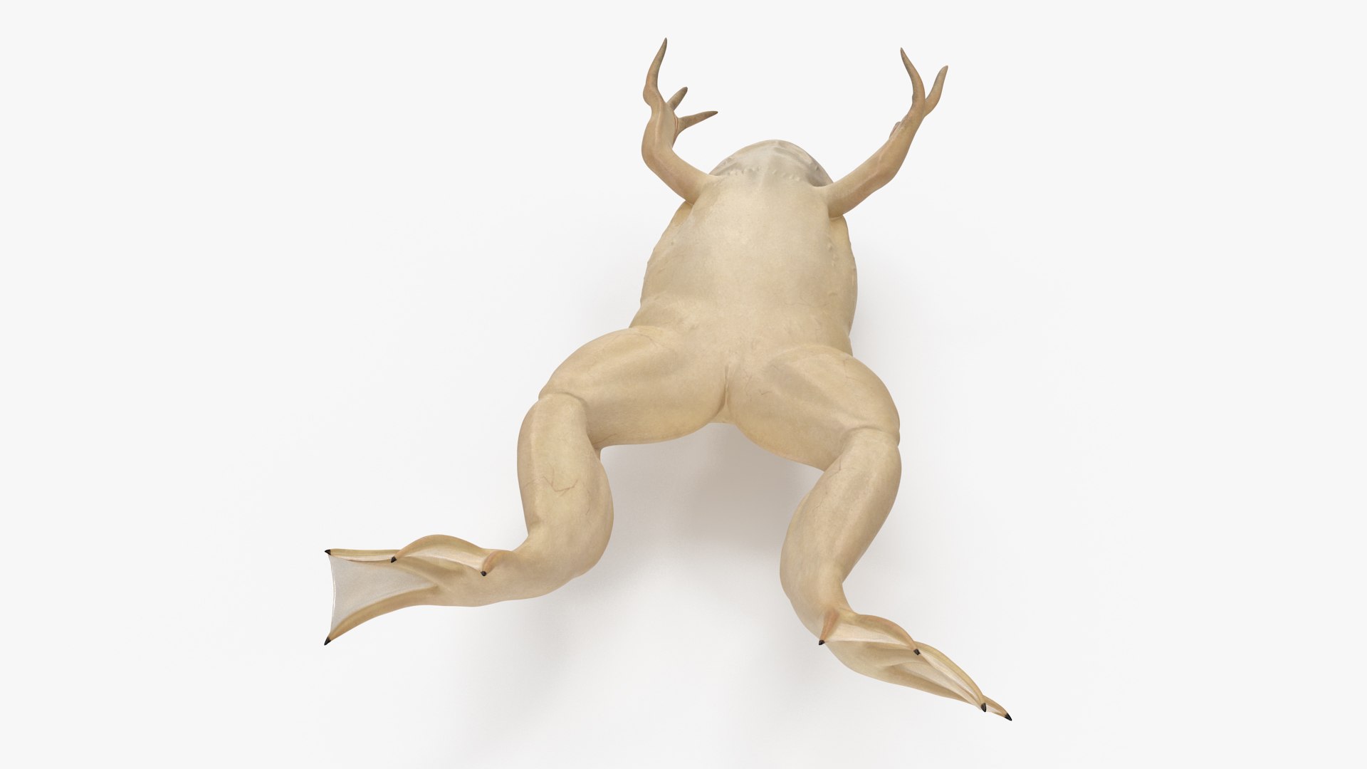 3D Xenopus African Clawed Toad Jump Pose - TurboSquid 2133621