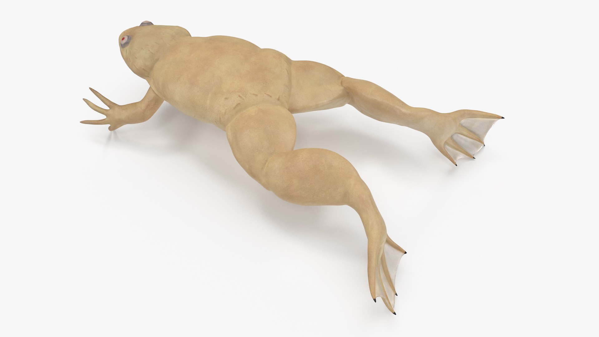 3D Xenopus African Clawed Toad Jump Pose - TurboSquid 2133621