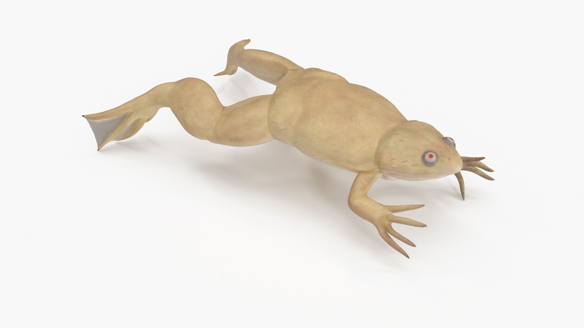 3D Xenopus African Clawed Toad Jump Pose - TurboSquid 2133621
