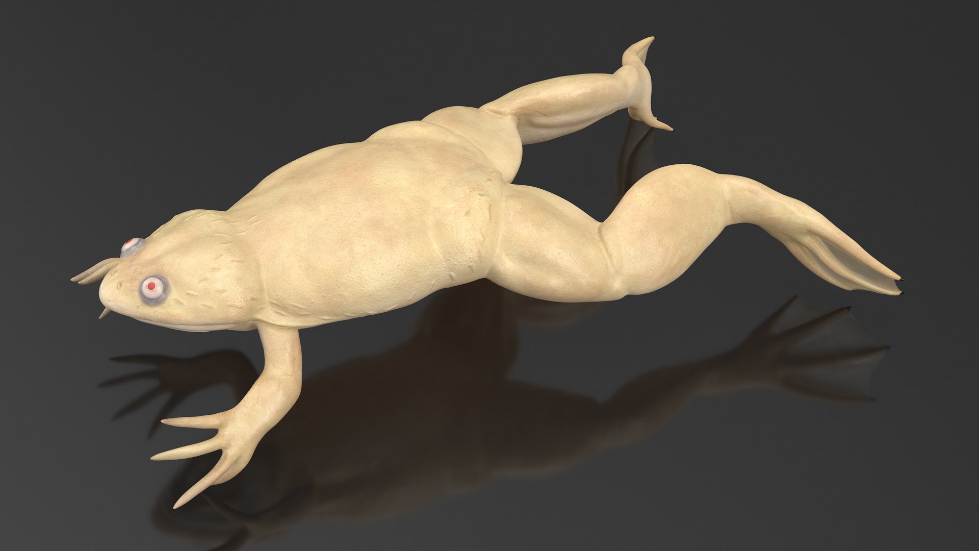3D Xenopus African Clawed Toad Jump Pose - TurboSquid 2133621