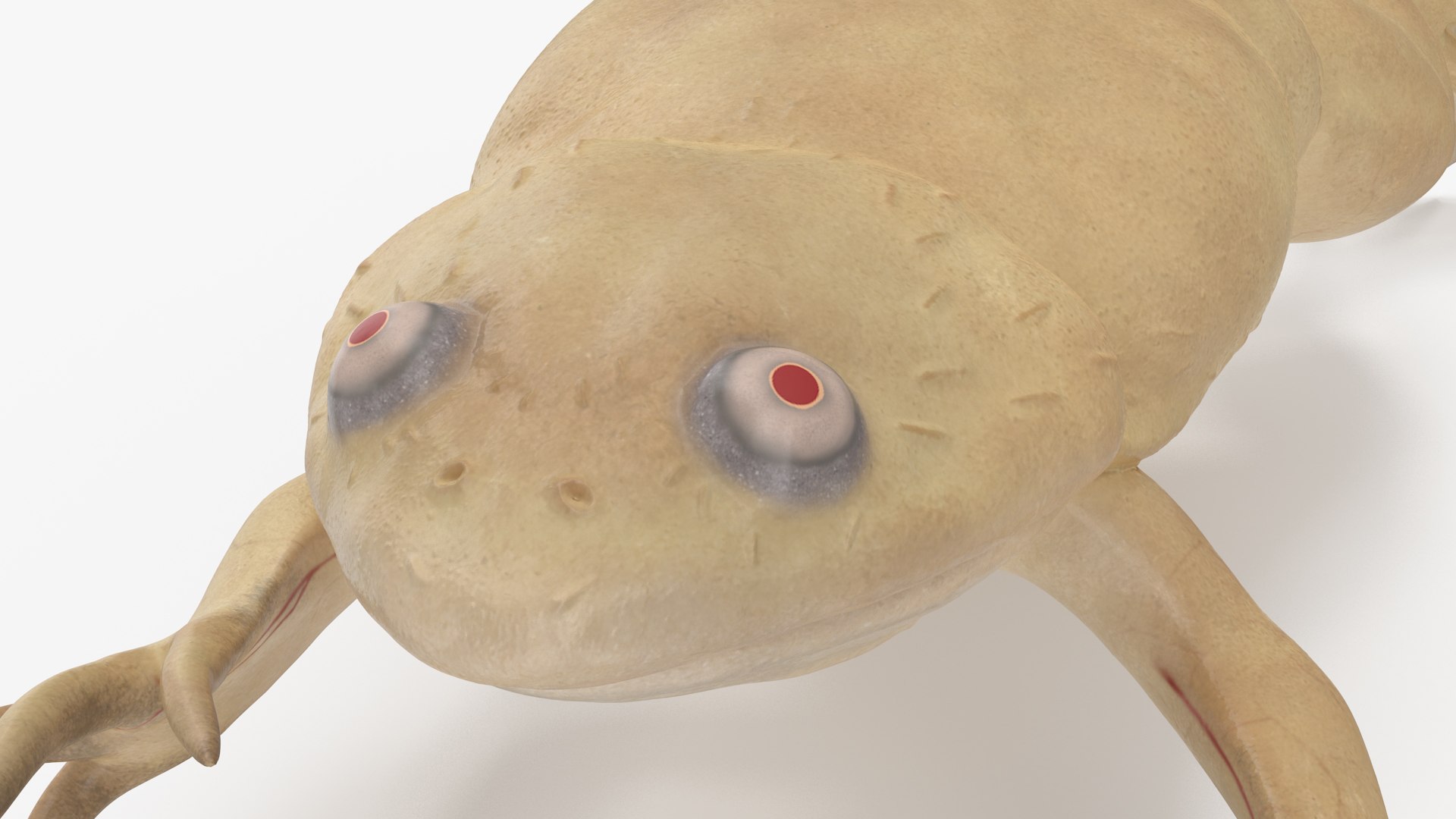 3D Xenopus African Clawed Toad Jump Pose - TurboSquid 2133621