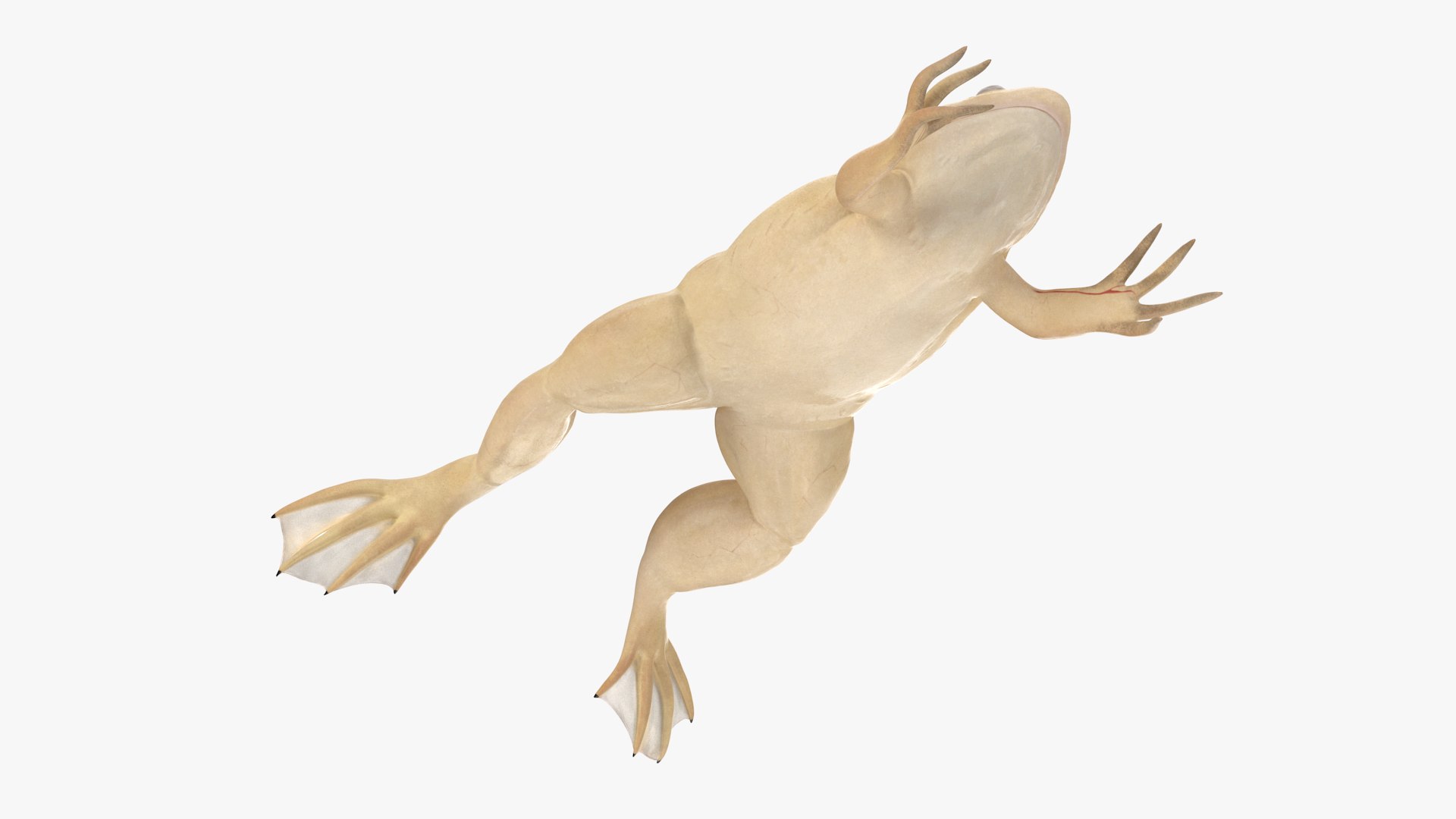 3D Xenopus African Clawed Toad Jump Pose - TurboSquid 2133621