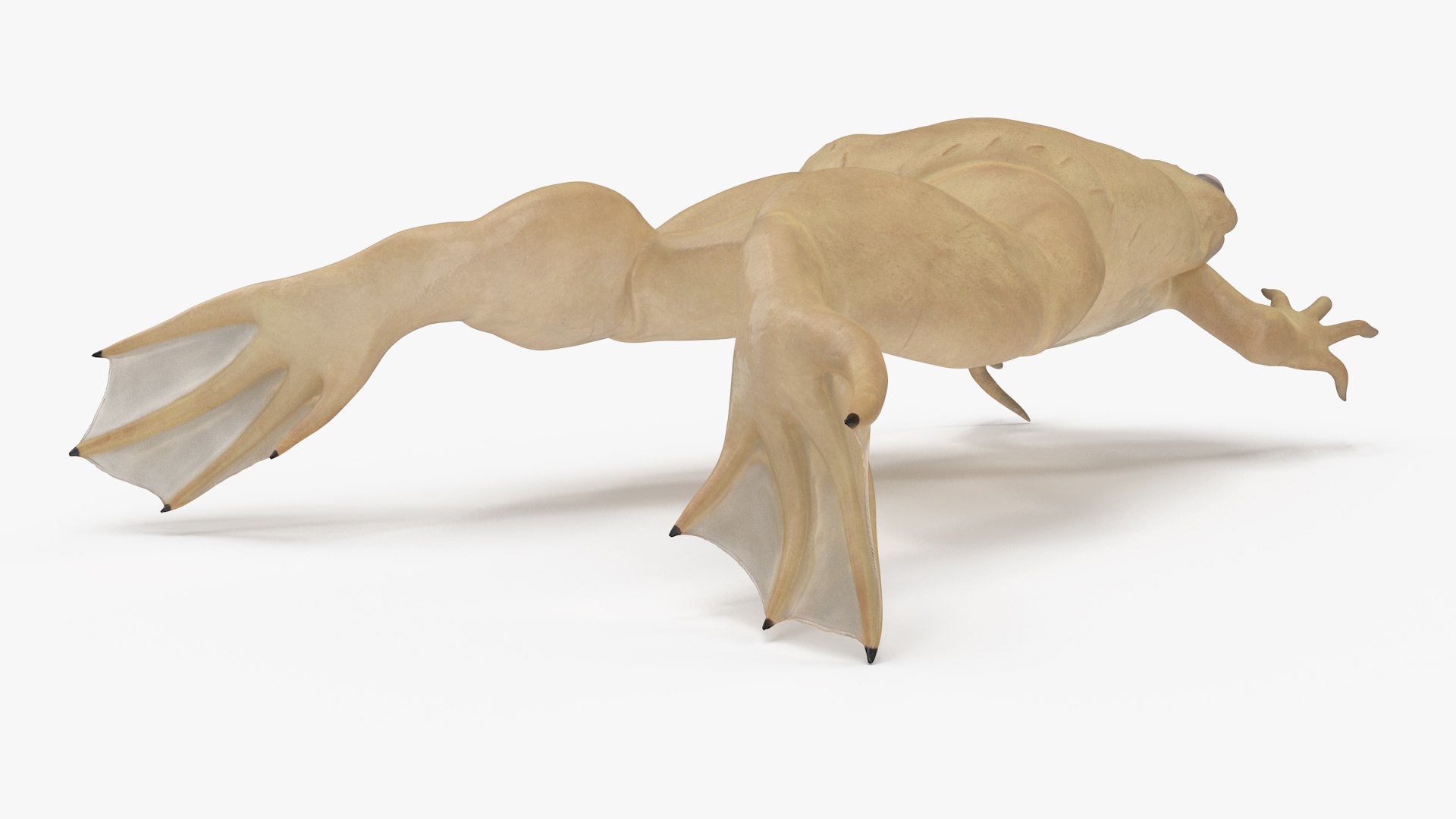 3D Xenopus African Clawed Toad Jump Pose - TurboSquid 2133621