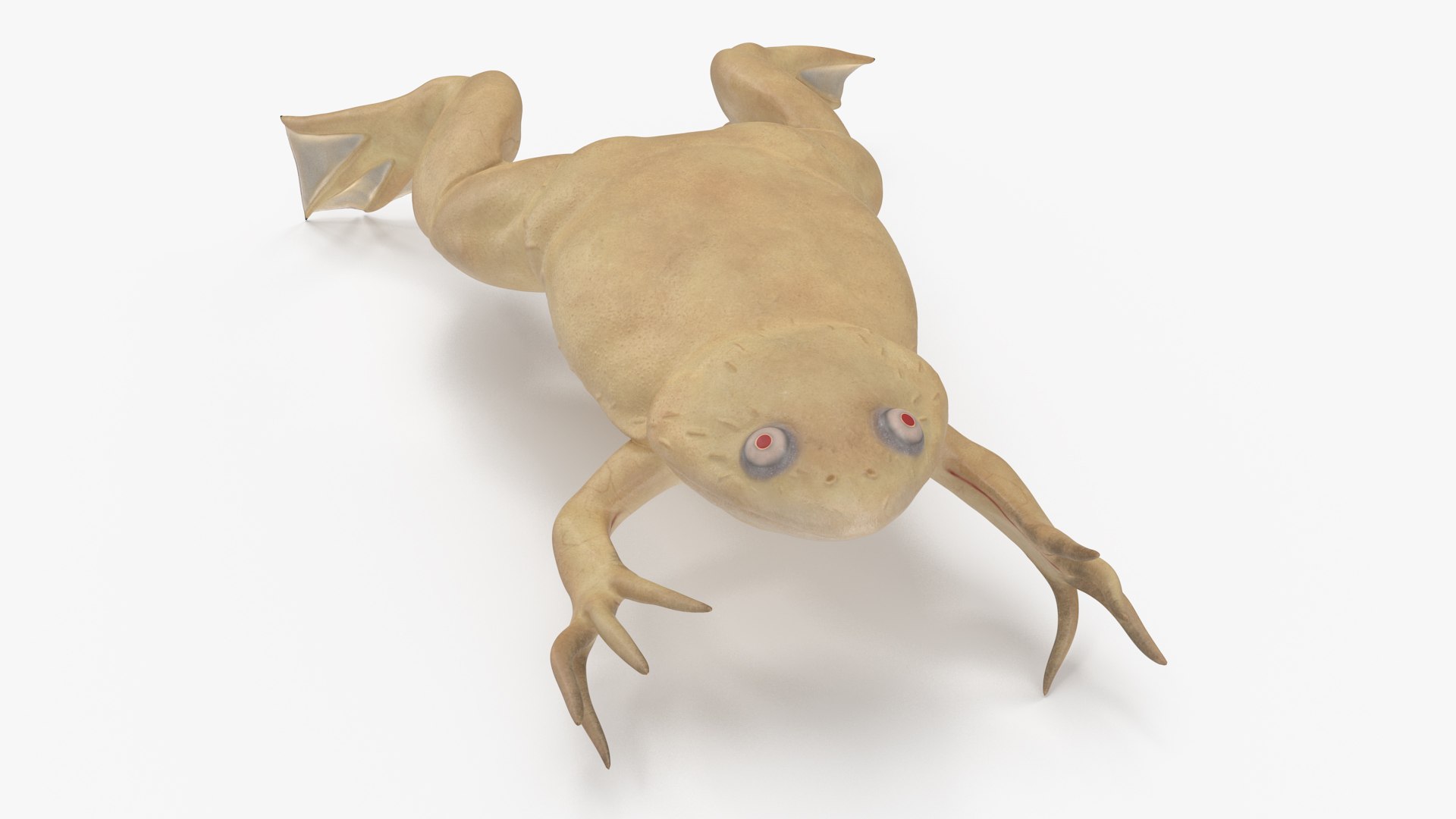 3D Xenopus African Clawed Toad Jump Pose - TurboSquid 2133621