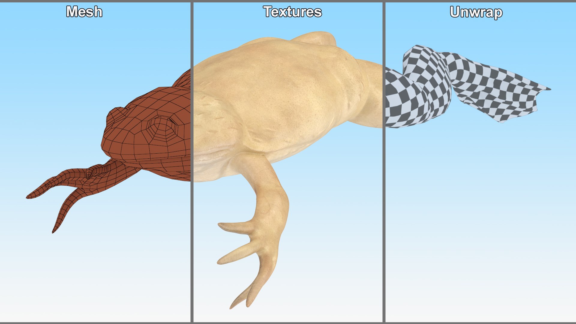 3D Xenopus African Clawed Toad Jump Pose - TurboSquid 2133621