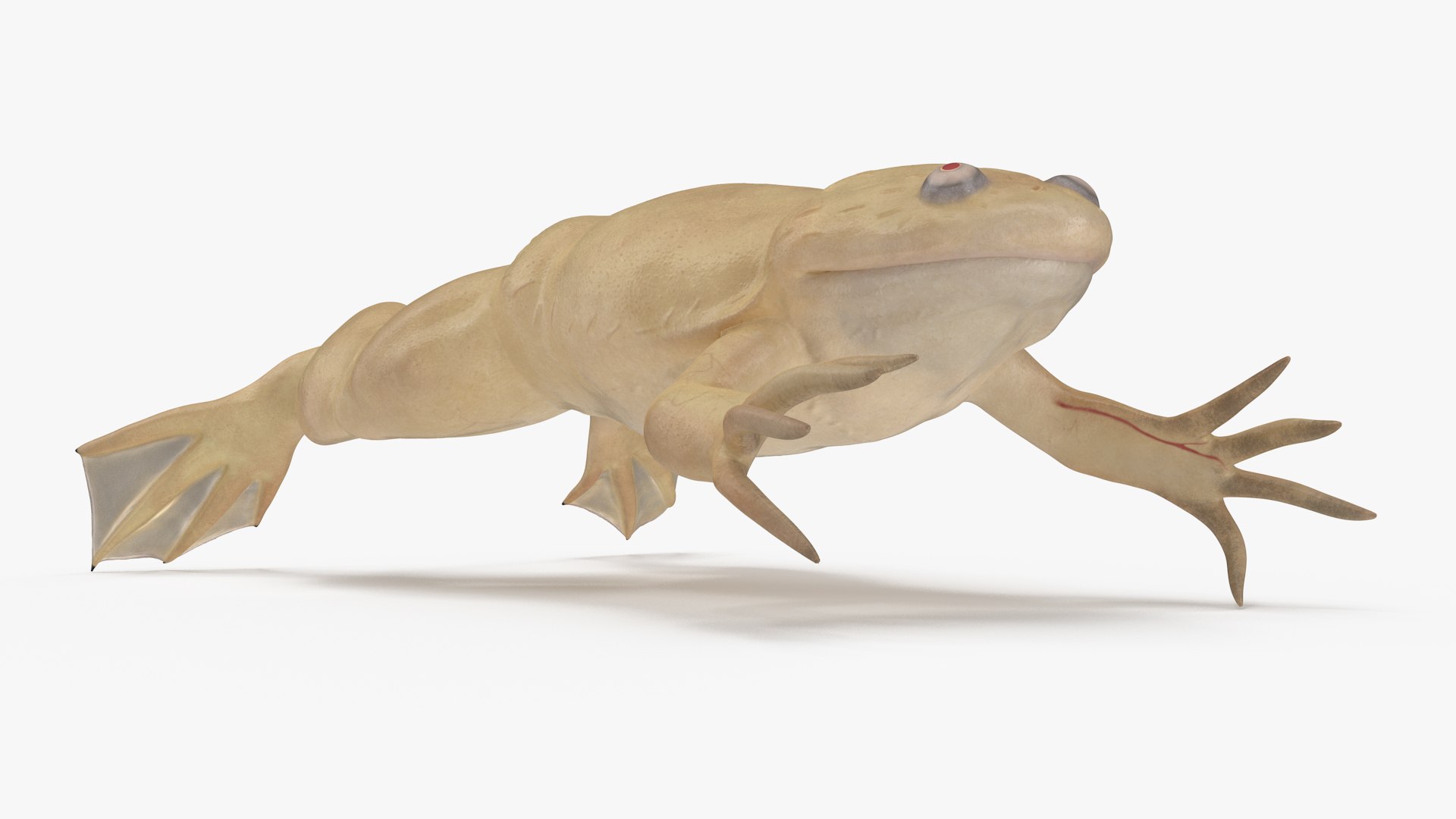 3D Xenopus African Clawed Toad Jump Pose - TurboSquid 2133621
