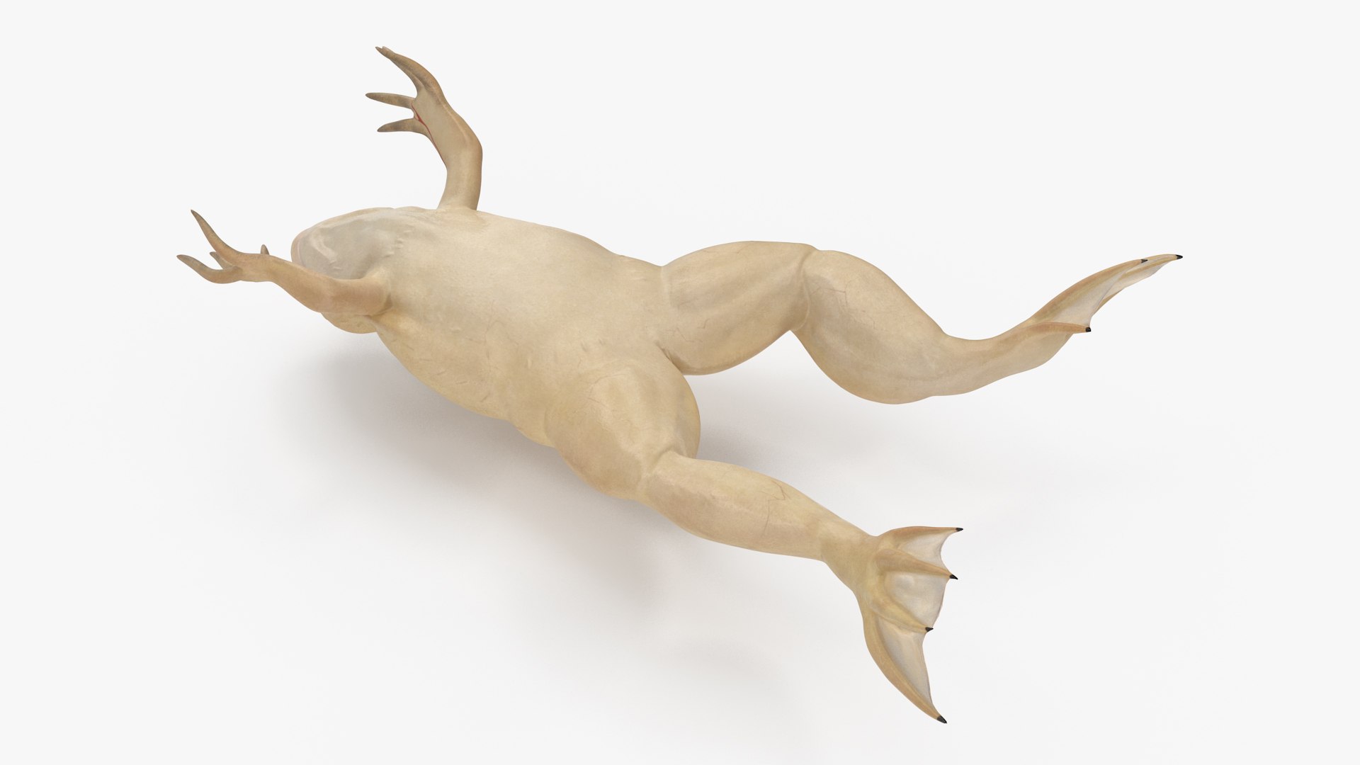 3D Xenopus African Clawed Toad Jump Pose - TurboSquid 2133621