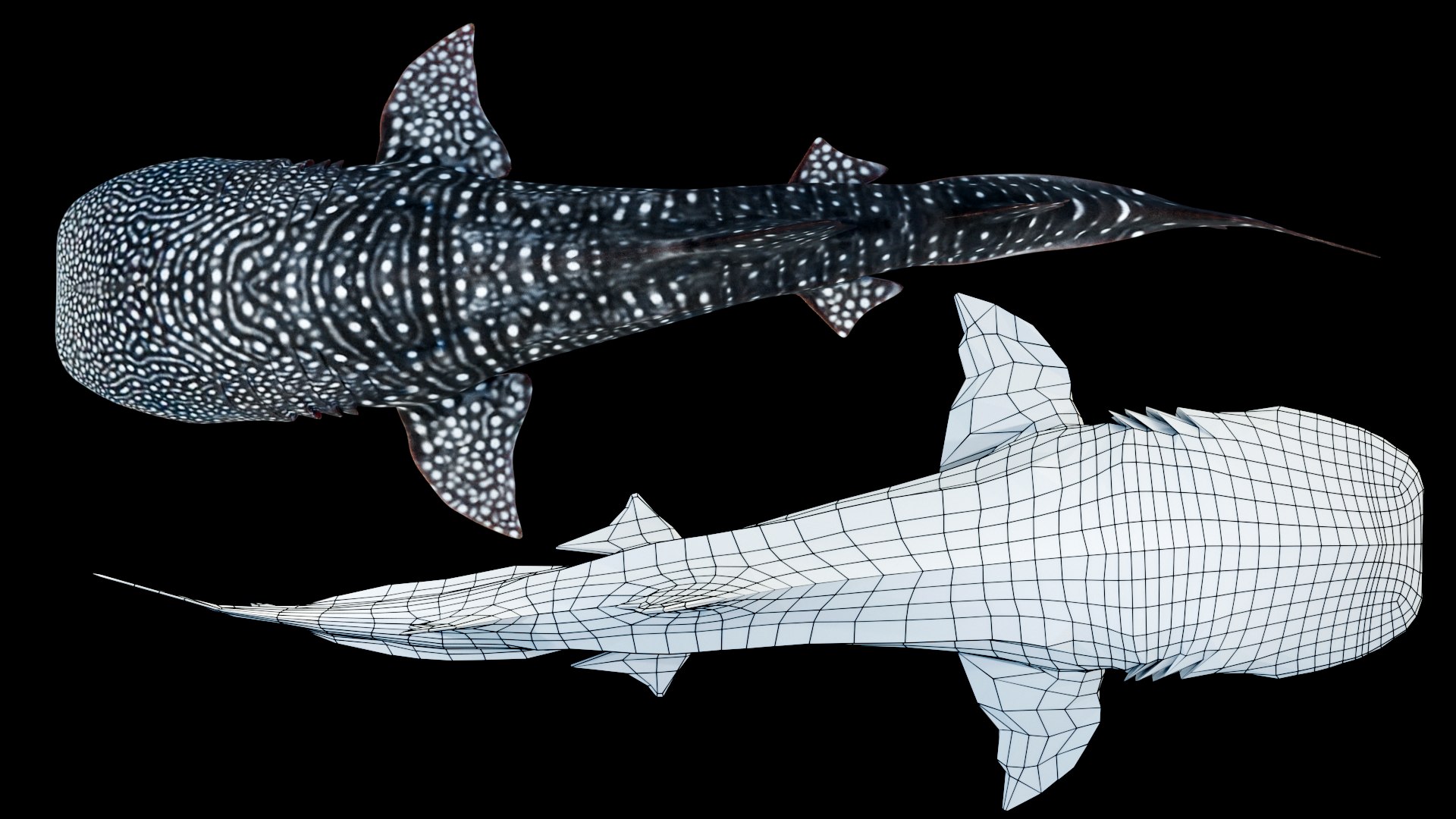 Animated Whale Shark 3D - TurboSquid 2178604