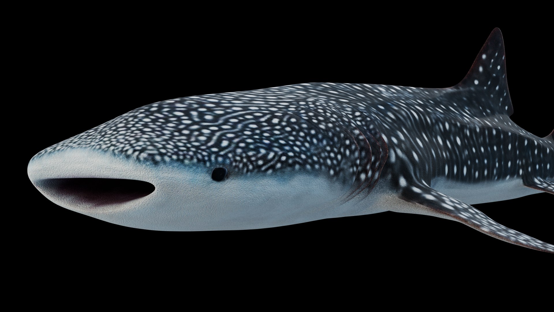 Animated Whale Shark 3D - TurboSquid 2178604